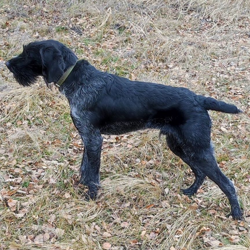 Дратхаар, щенок