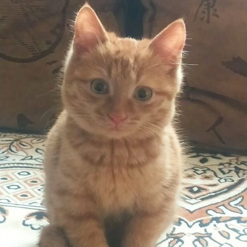 Котенок мальчик в добрые руки