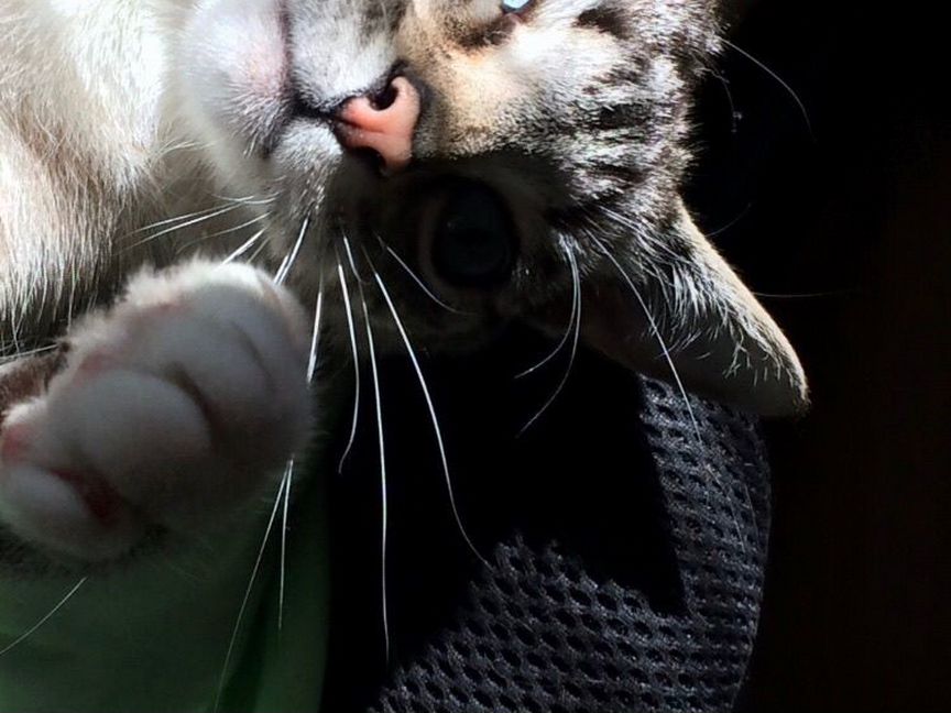 Тайская Кошка Бунси в добрые руки