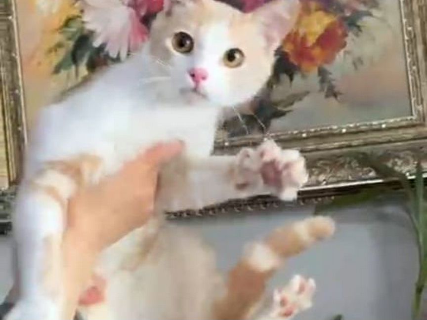 Ласковый рыжик в добрые руки