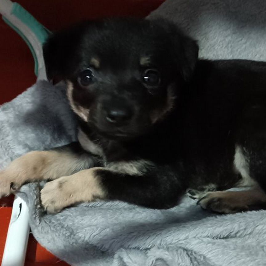 Щенок в добрые руки