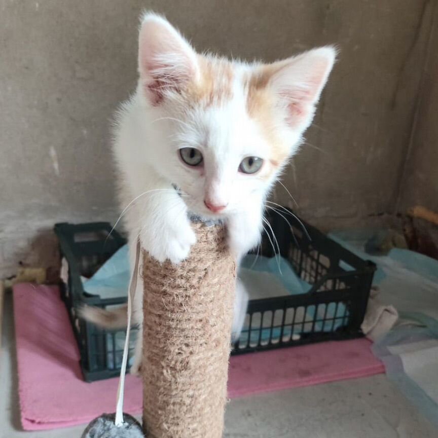 Котенок в добрые руки