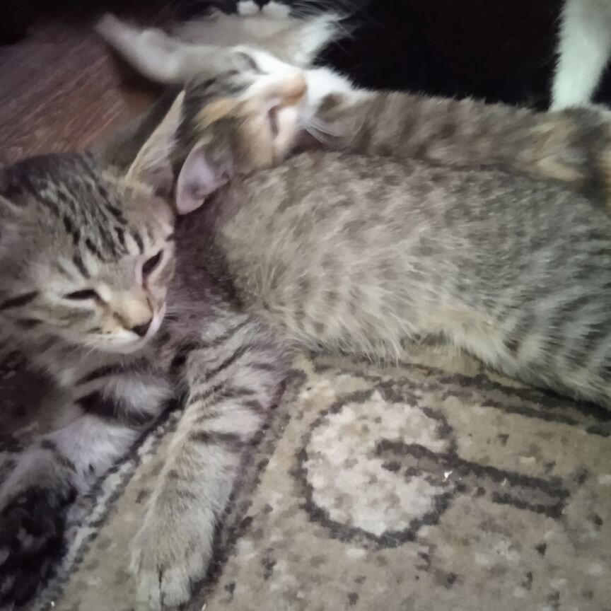 Мальчик Борис