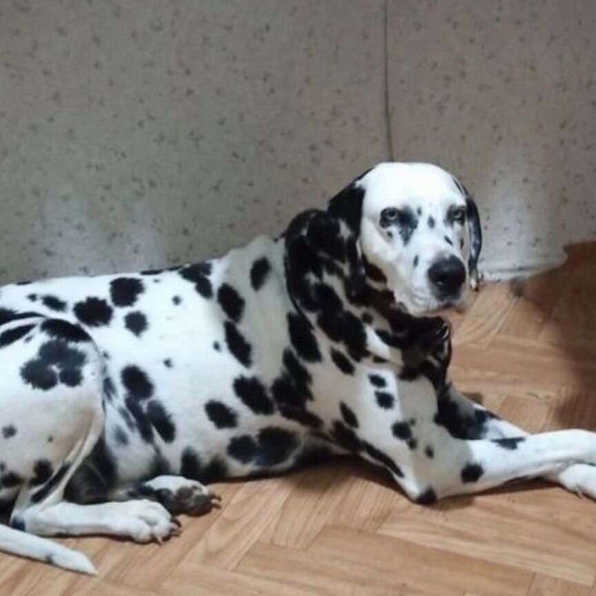 Собаки