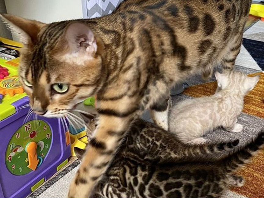 Бенгальские котята