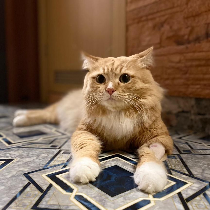Нашелся кот. Ждёт хозяев. Очень скучает