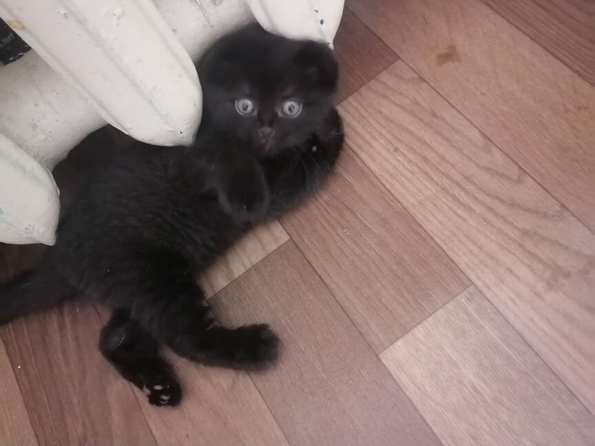 Отдам котят