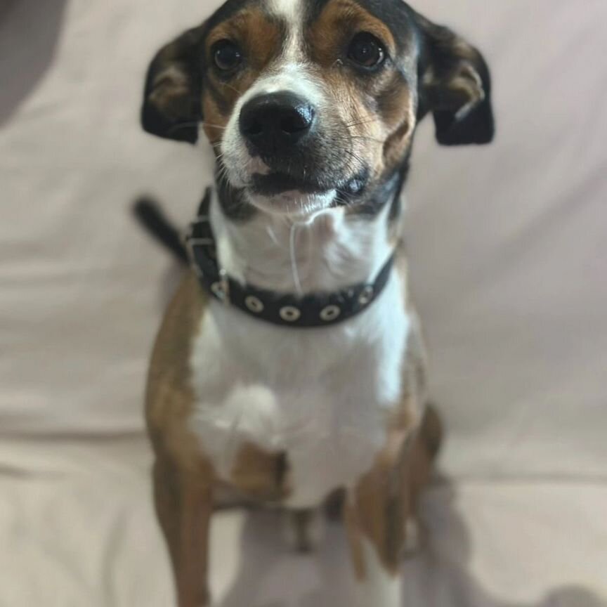 Ричик кастрированный