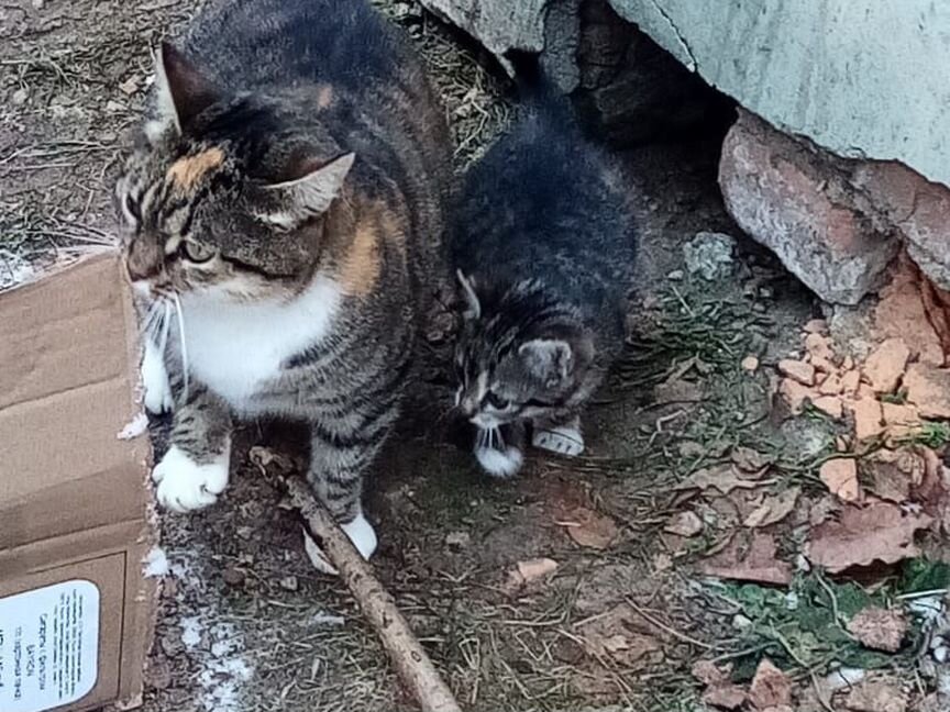 Кошка с котенком