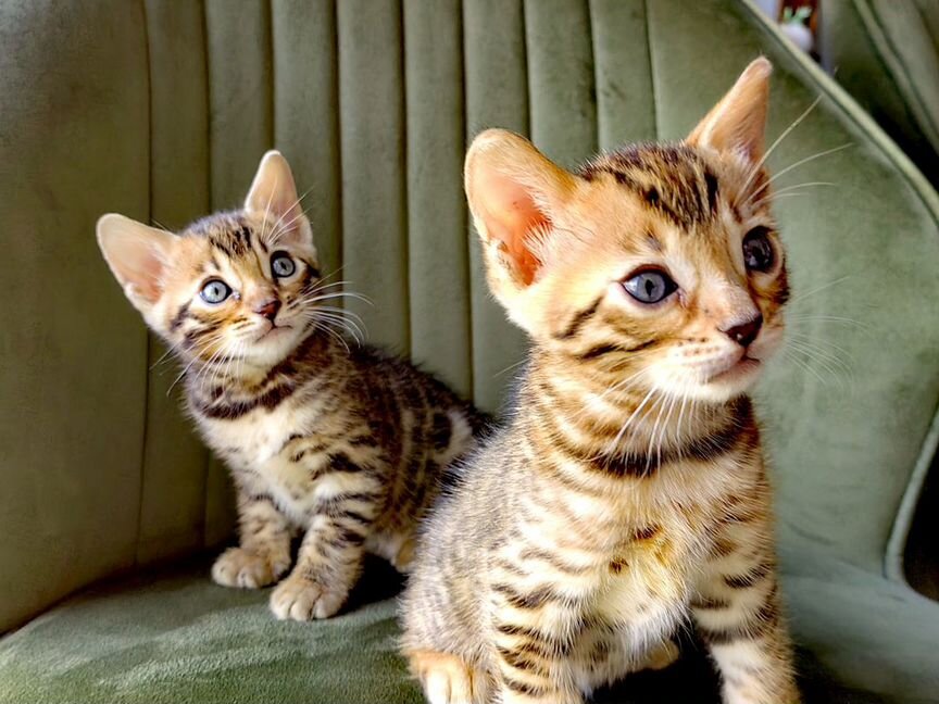Бенгальские котята
