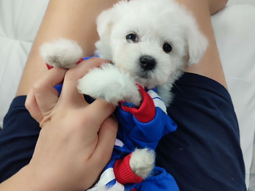 Бишон фризе mini мальчик