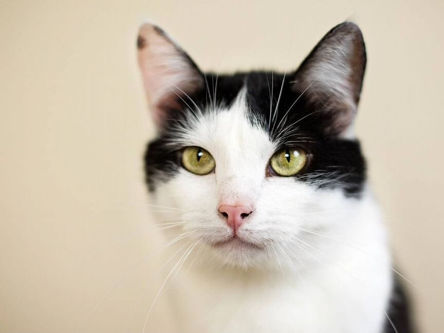 Пончелло ищет дом и родителей