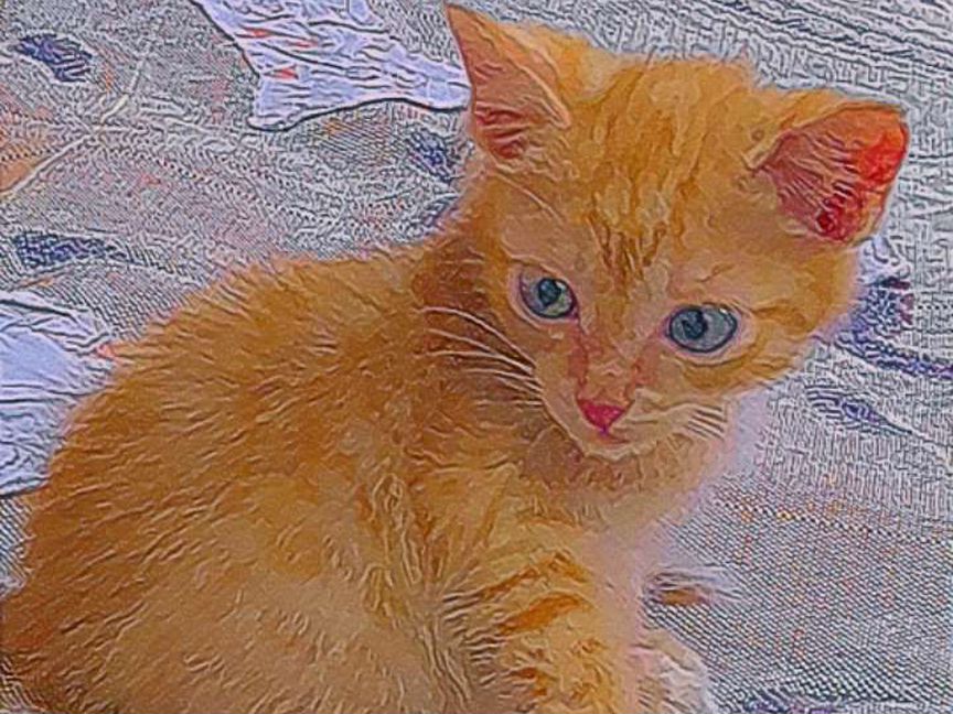 Рыжик в добрые руки