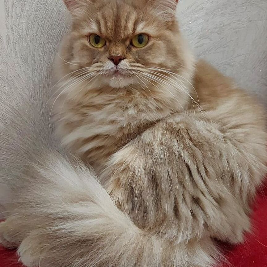 Кошка в дар бесплатно