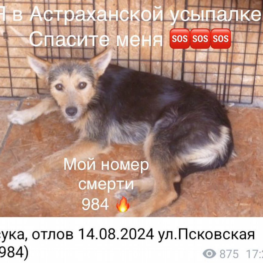 Собачка в усыпалке