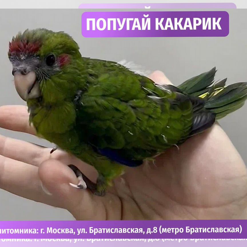 Попугай Какарик