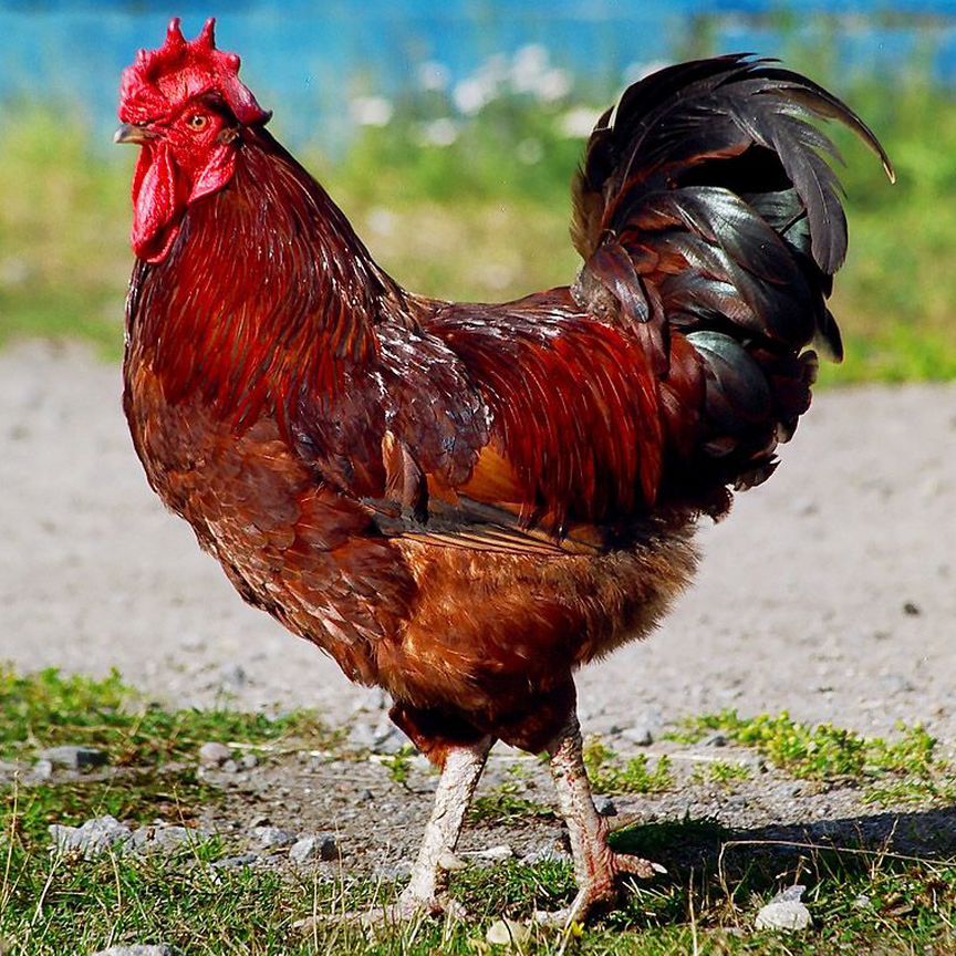 Молодые петухи