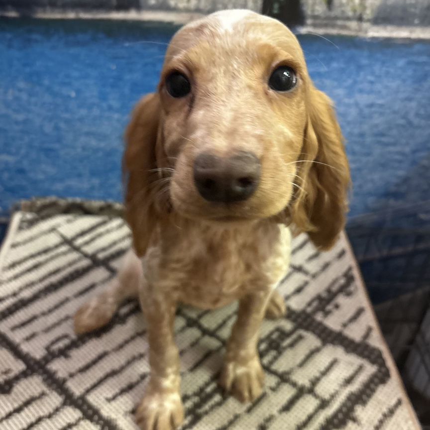 Русский охотничий спаниель, щенок