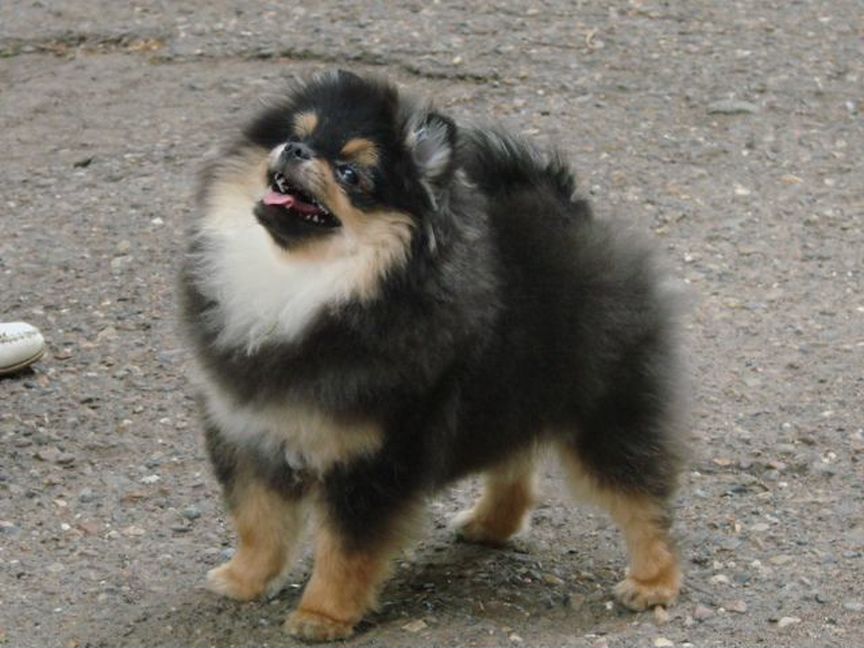 Пушистики шпицульки