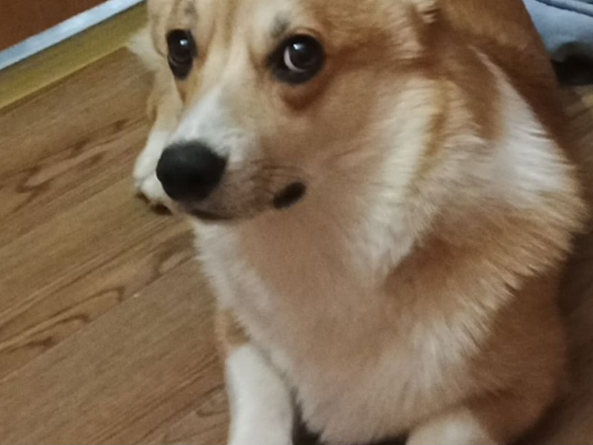 Вельш-корги пемброк мальчик для вязки