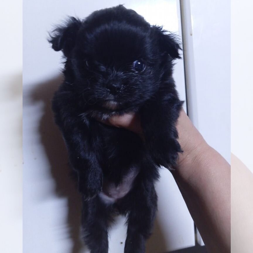 Чихуахуа, щенок