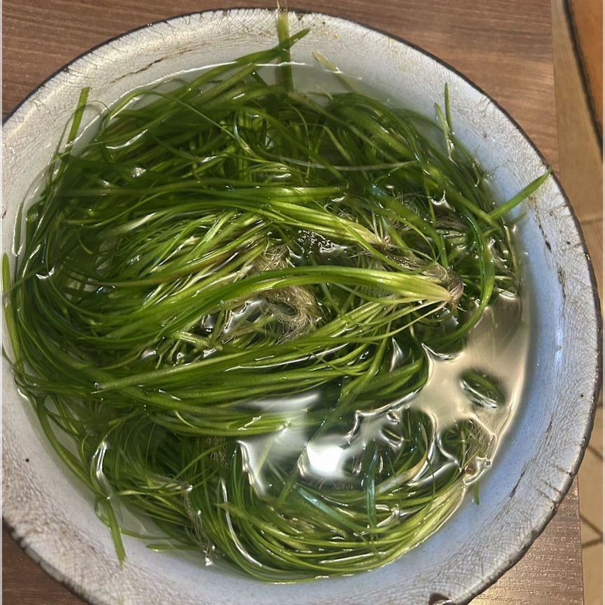 Аквариумное растение