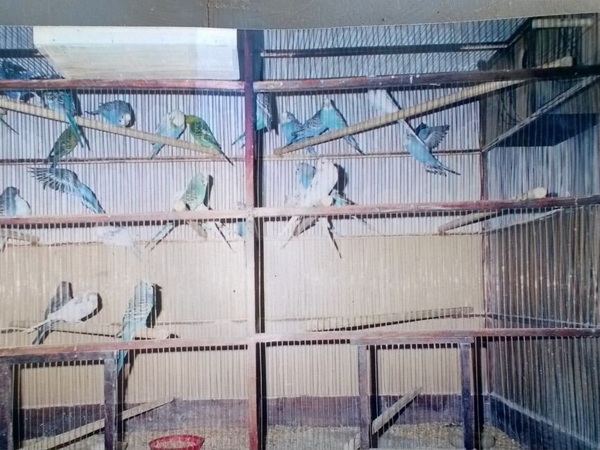 Клетки