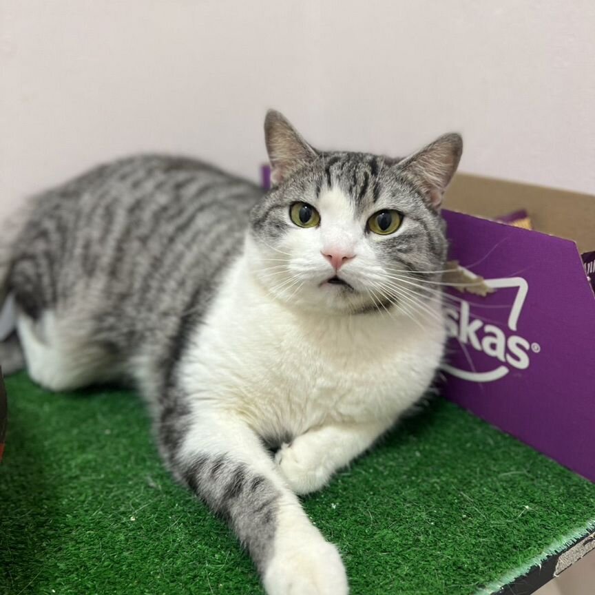 Пряник ищет ответсвенных хозяев