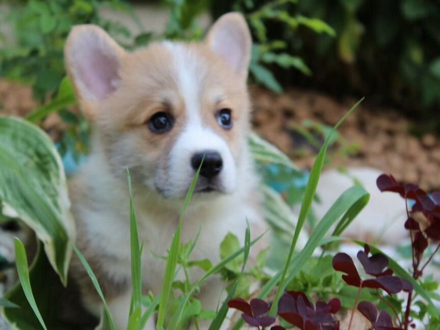 Вельшт-корги