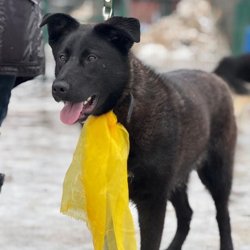 Щенок Маффин