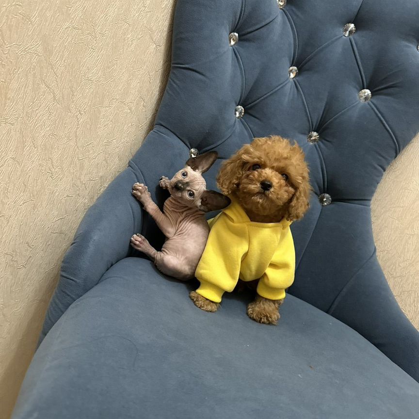 Той-пудель от китайского тедди