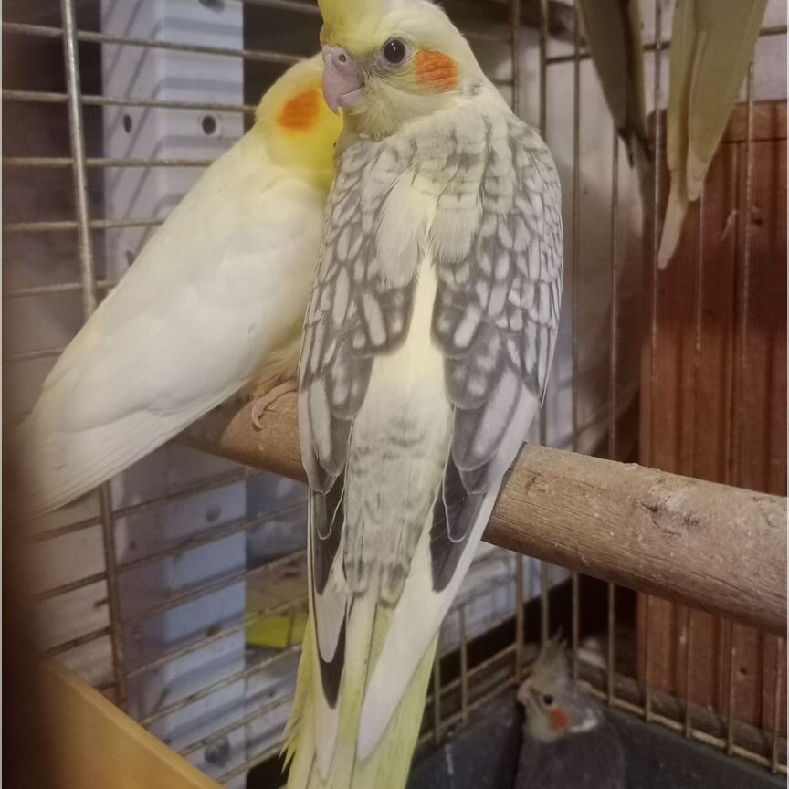 Попугаи корелла