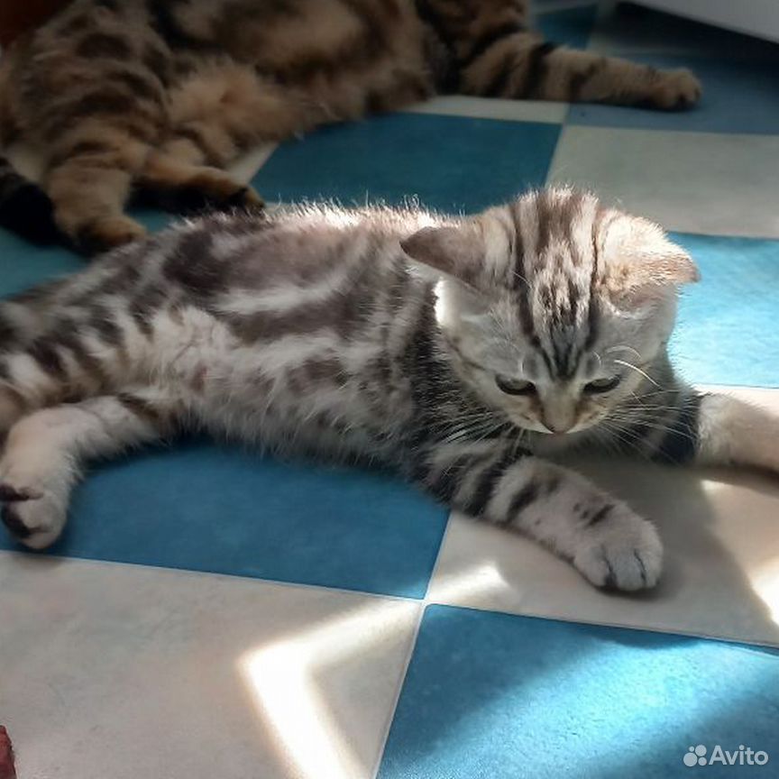 Шотландцы