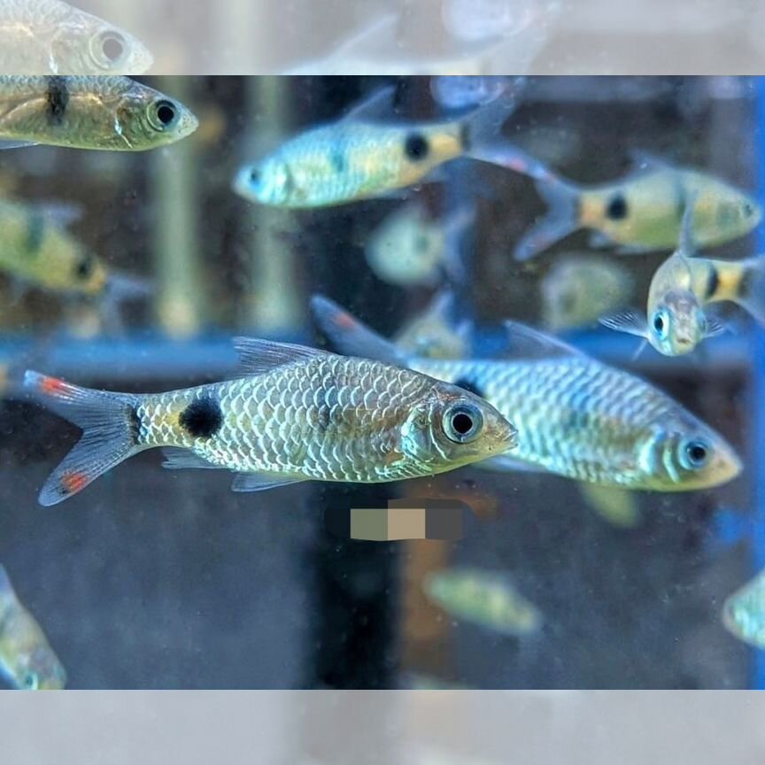 Аквариумные рыбки - барбус оливковый клоун