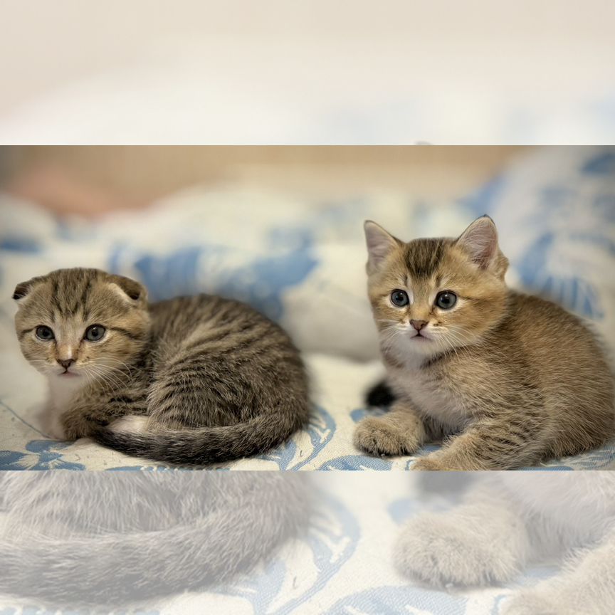 Шотландская вислоухая кошка скоттиш фолд