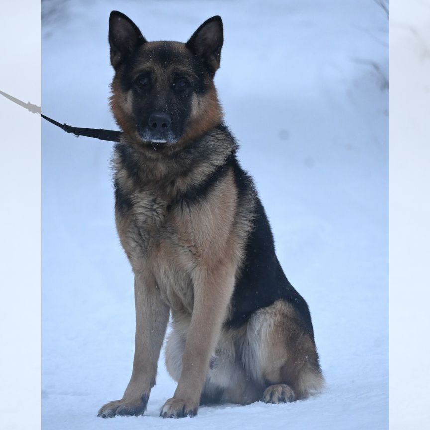 Немецкая овчарка, взрослый пёс