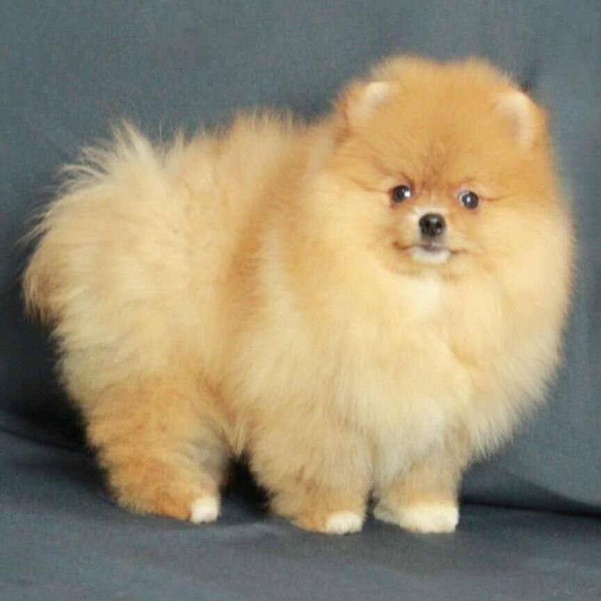 Померанский шпиц, щенок