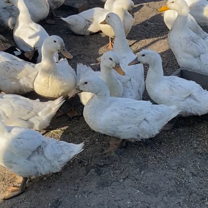 Утка агидель