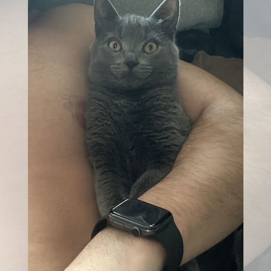 Британский короткошёрстный котёнок