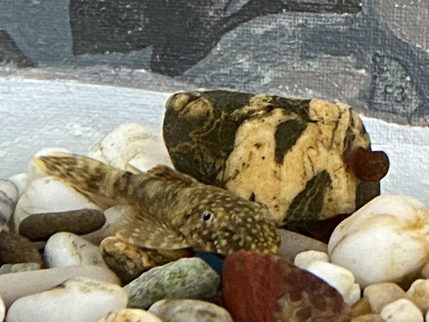 Отдам бесплатно сомика