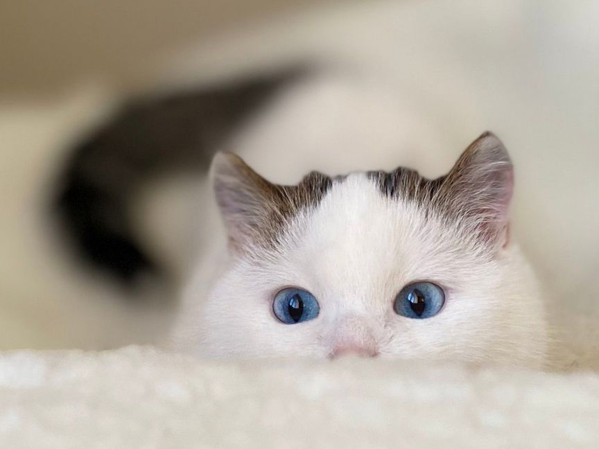 Супер классный котенок манчкин