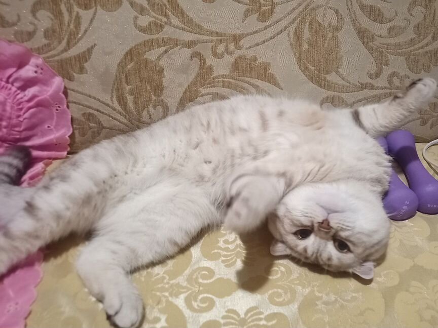 Вязка с вислоухим шотландцем