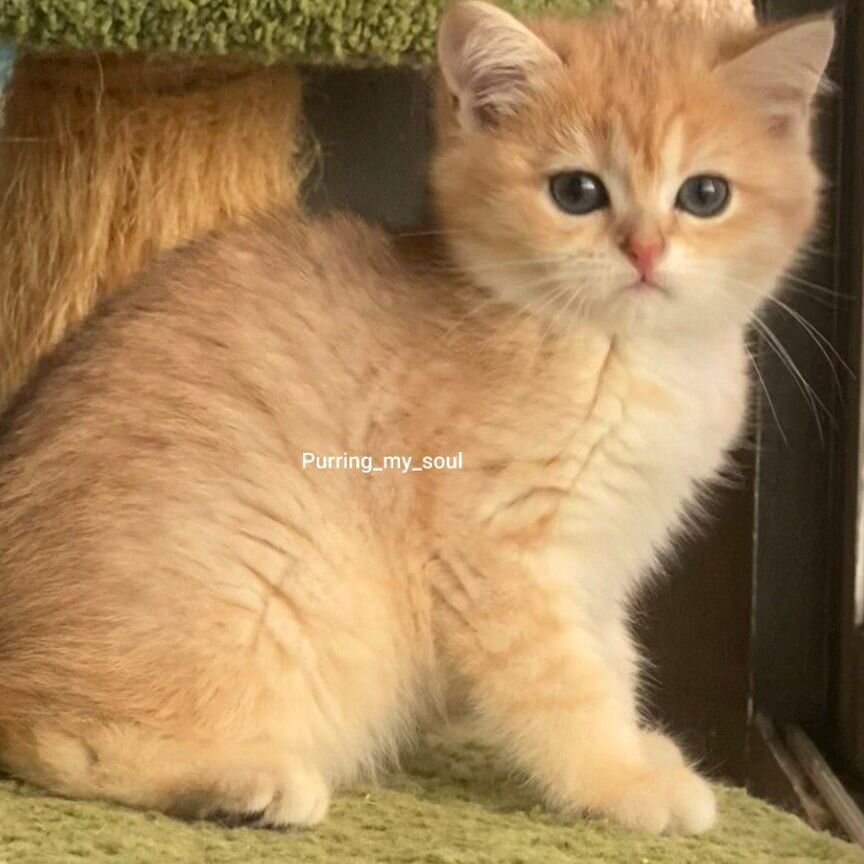 Британский короткошёрстный котёнок