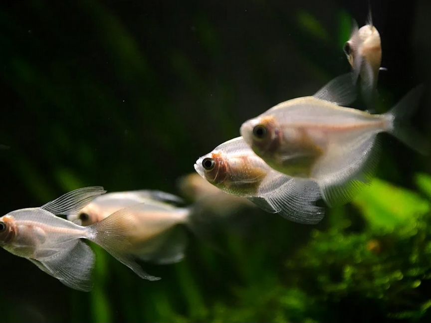 Тернеция белая, аквариумные рыбки