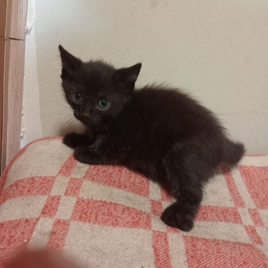 Кошка