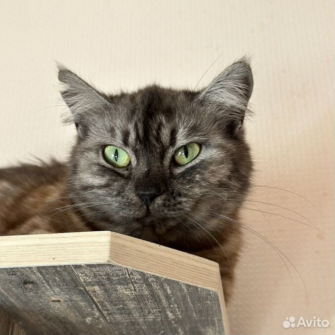 Кошка Тучка в добрые руки