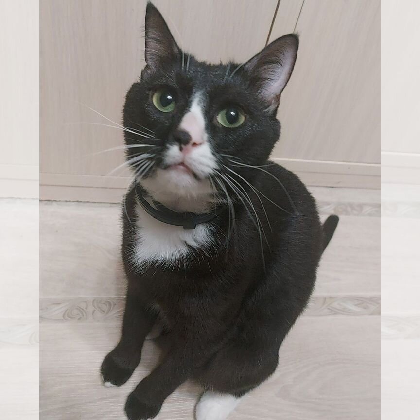 Взрослая кошка в добрые руки