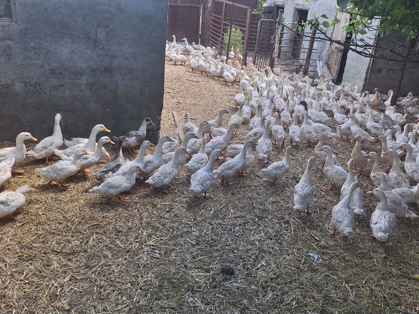 Утки