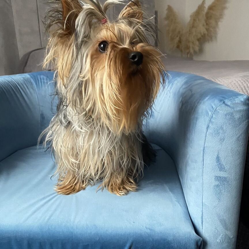 Йоркширский терьер