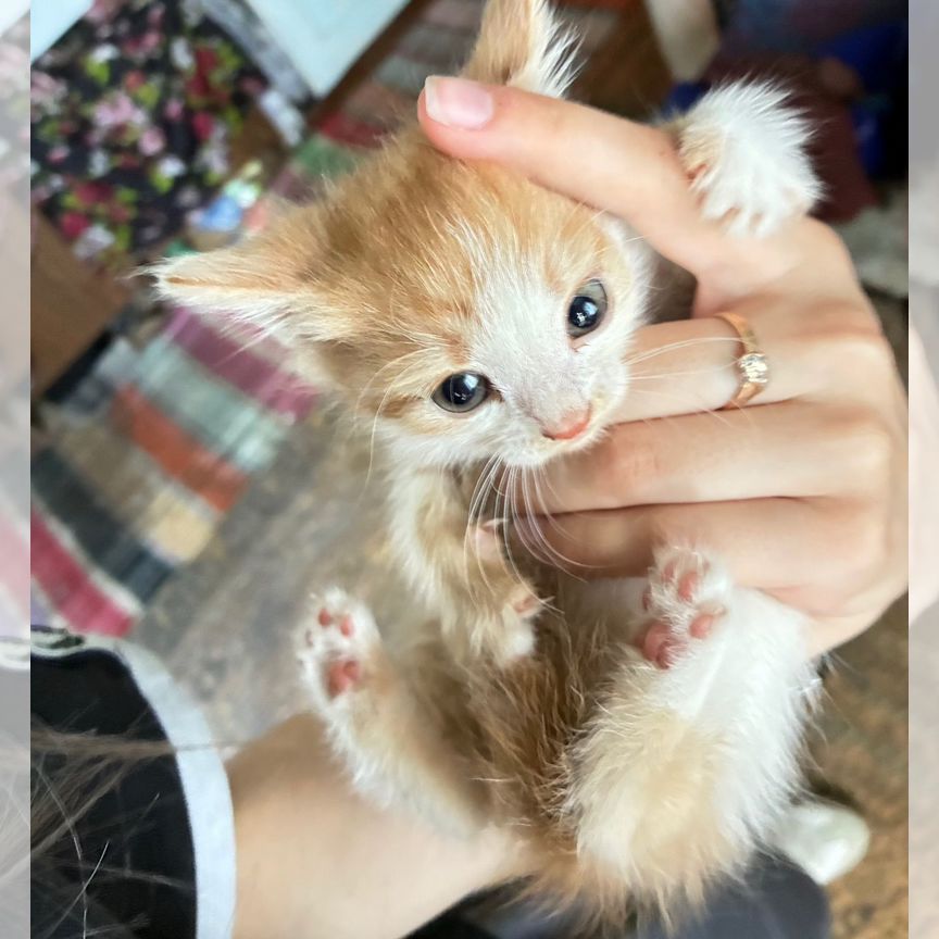 Котёнок в добрые руки